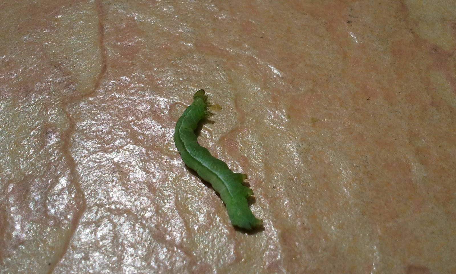 Grow herbs in Malaysia: Grow herbs in Malaysia