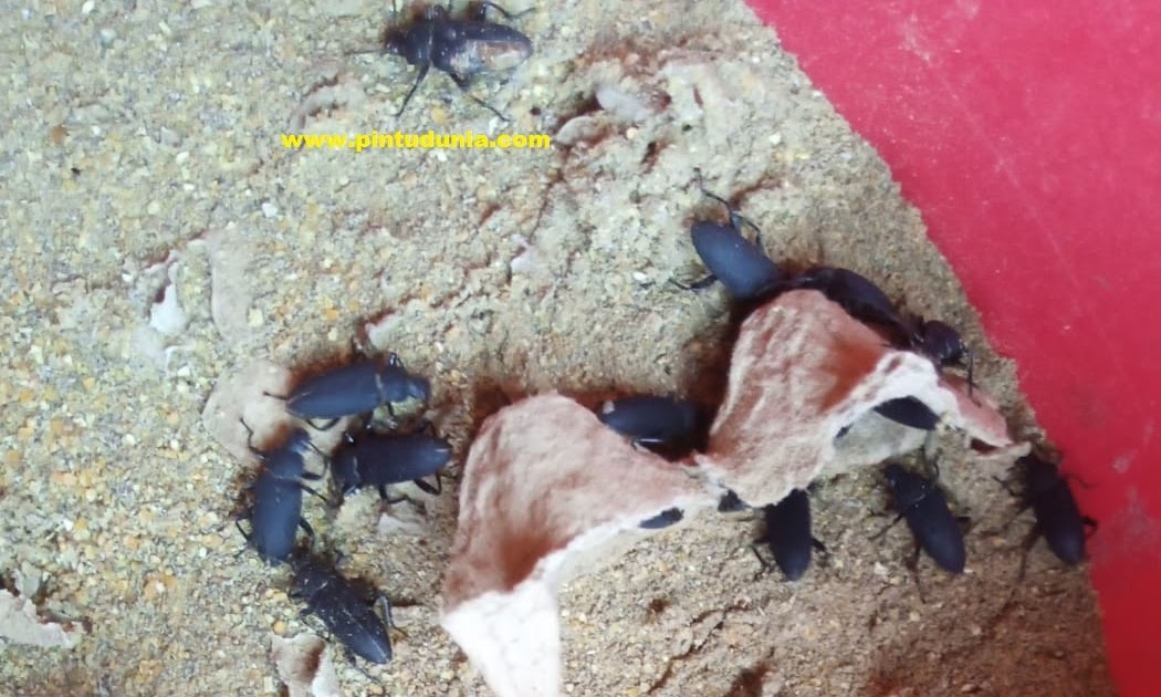 Panduan Lengkap Budidaya Ulat Jerman - Pintu Dunia