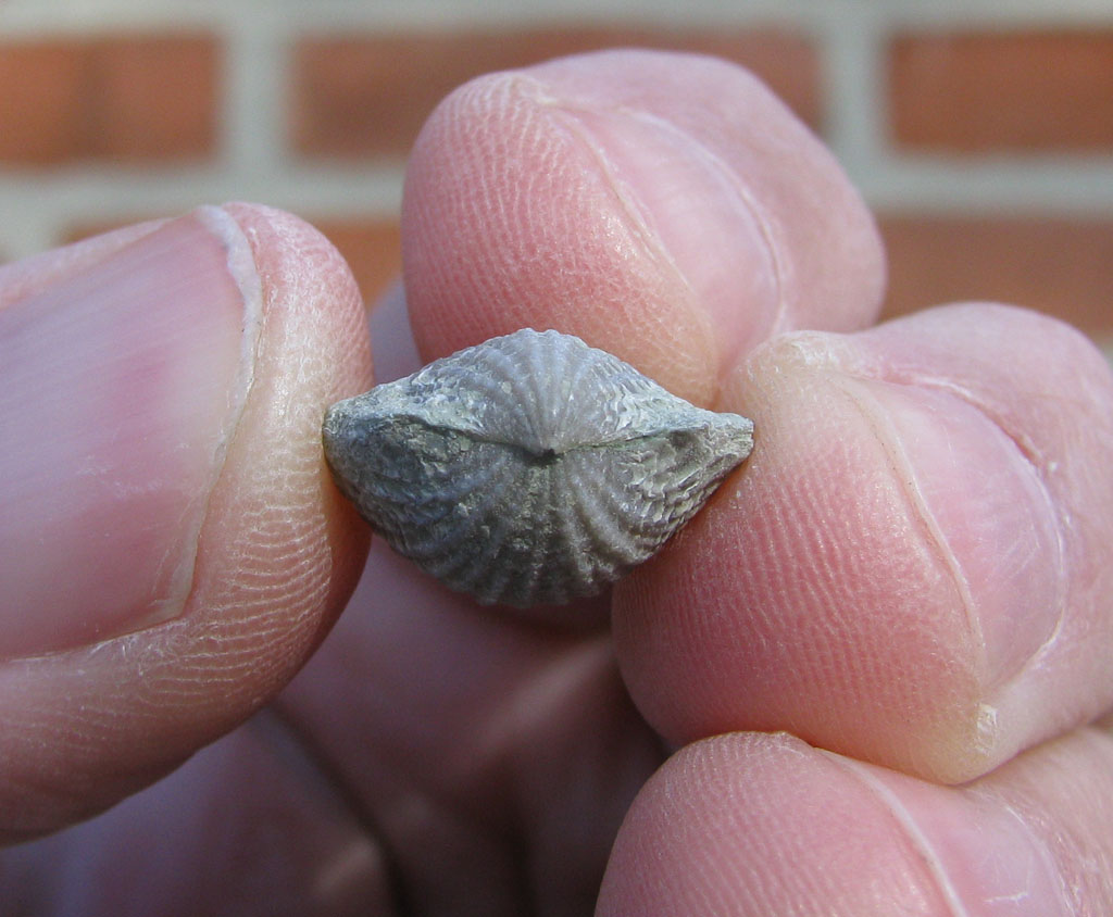 Views of the Mahantango: Atrypa tennesseensis brachiopod from Tennessee