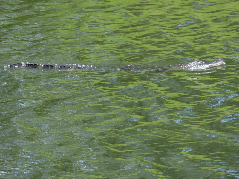 Rodgers 24/ Catalina 30