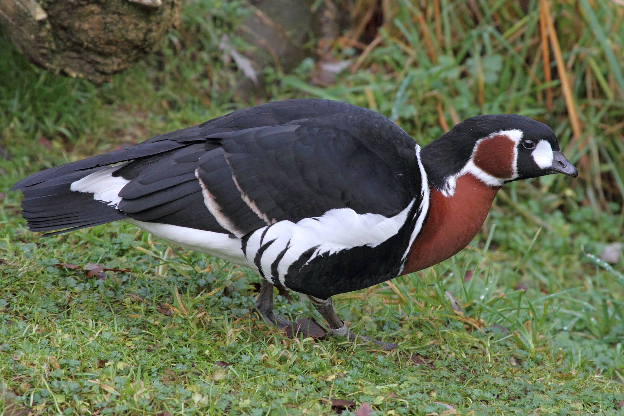 Seattle to Bulgaria: Animal Keeper Joanna works to protect threatened ...