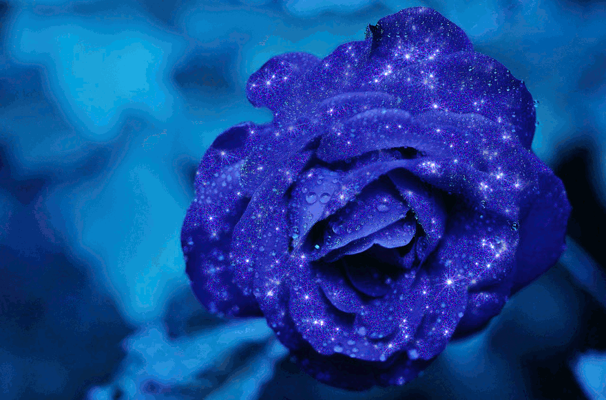 HERMOSAS ROSAS AZULES CON LINDOS MOVIMIENTOS :)