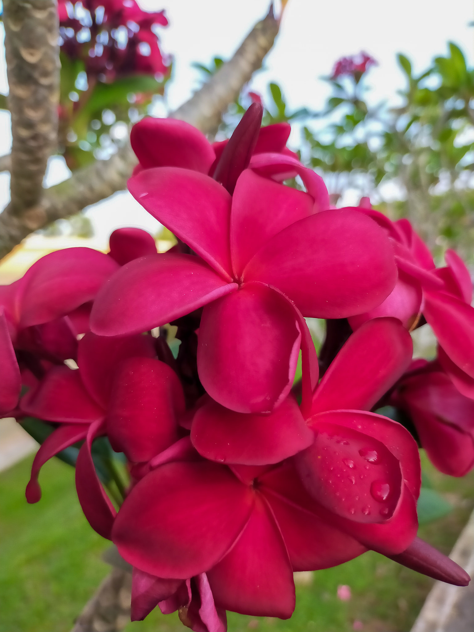 Kekuatan Aura Merah Menyala - corEtan akAsHah