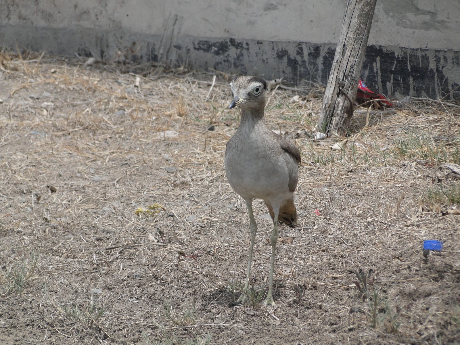 Aves del SM: HUEREQUEQUE