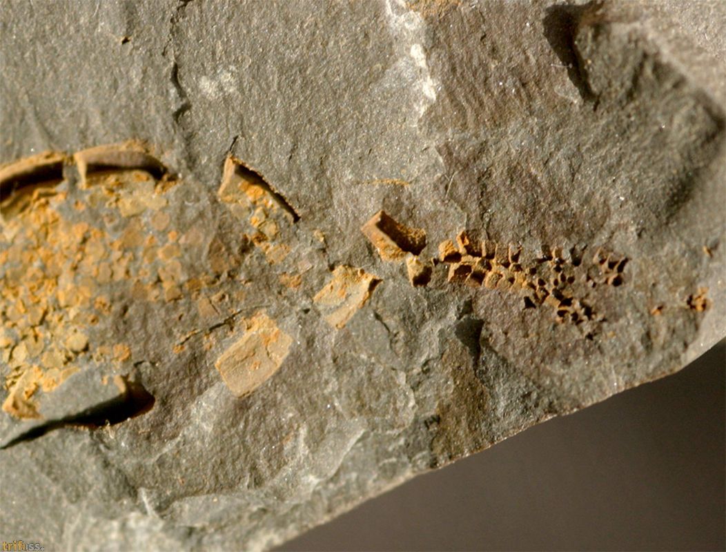 Echinodermata ~ Dunia Hewan