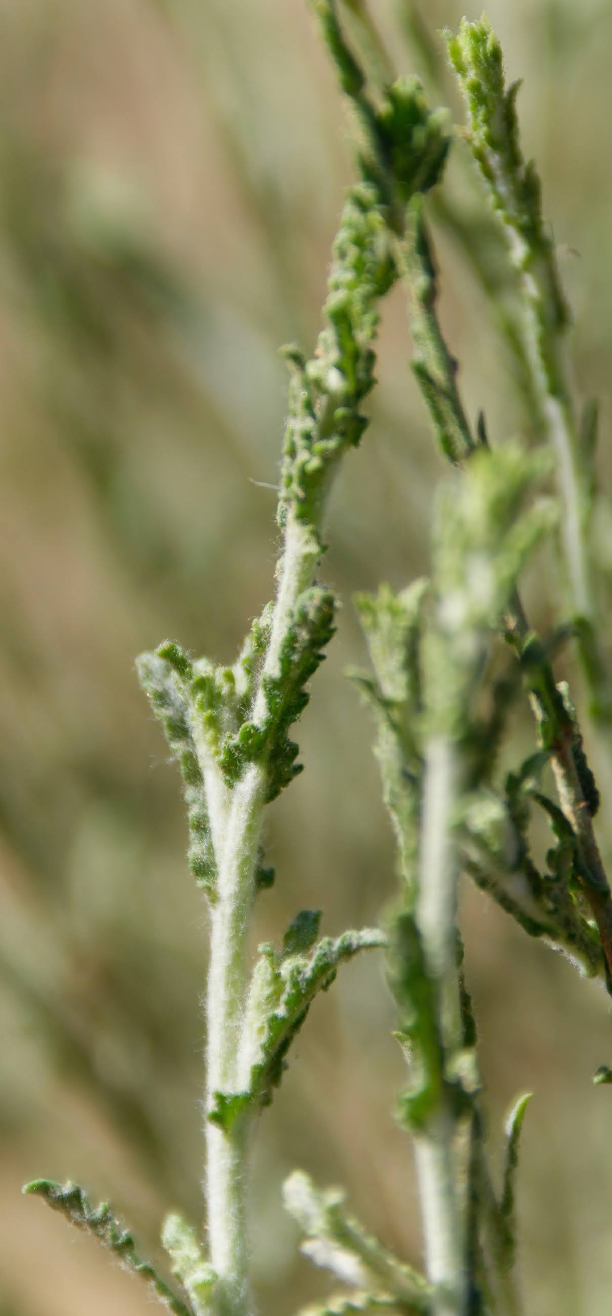 HERBIER: Pulicaria undulata subsp. undulata