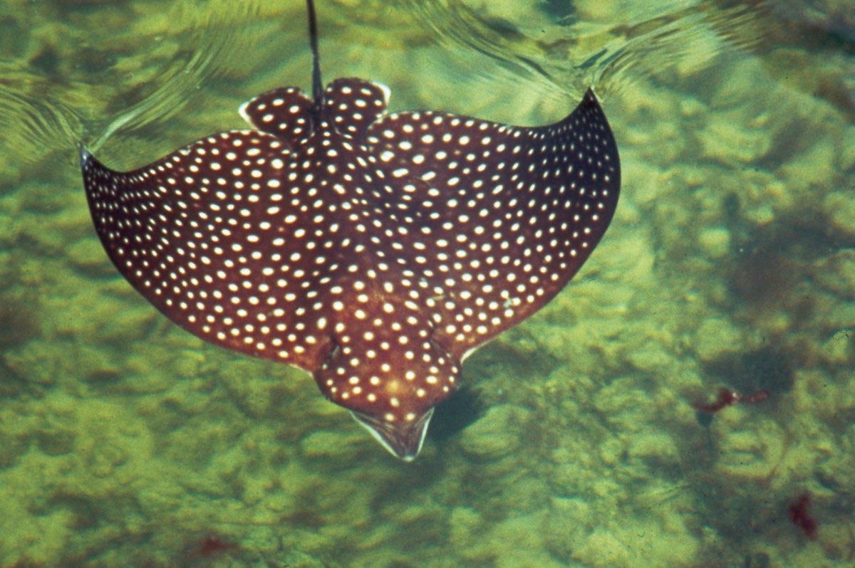 Eagle Ray - Fishes World - HD Images & Free Photos