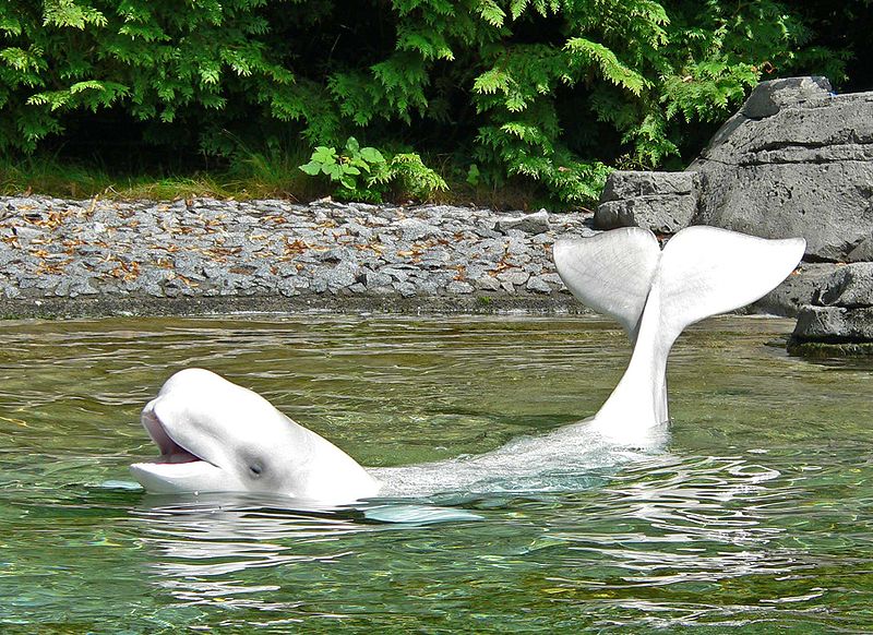 Share it! Science : Beluga Whales Blow Bubbles!