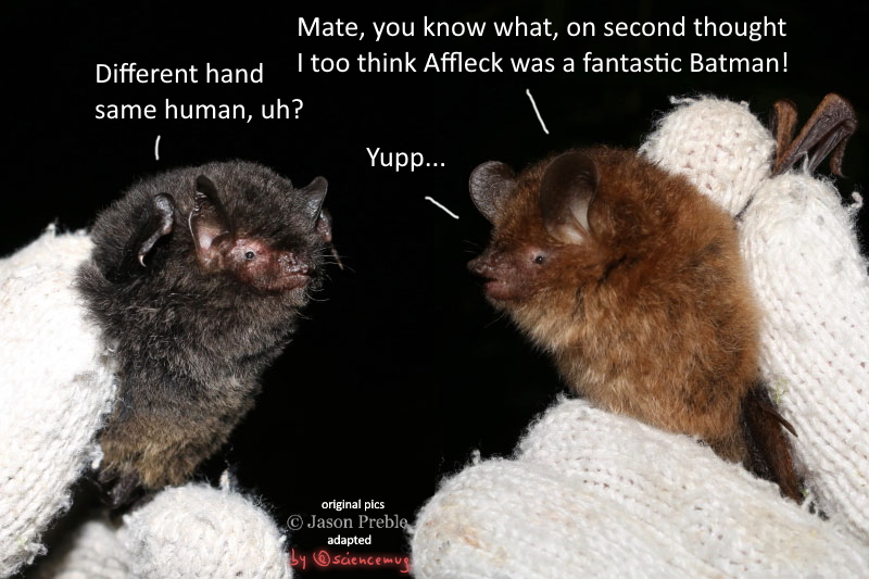 sciencemug sip science & laugh: OF BATS, POOP AND RESEARCH: AN INTERVIEW!