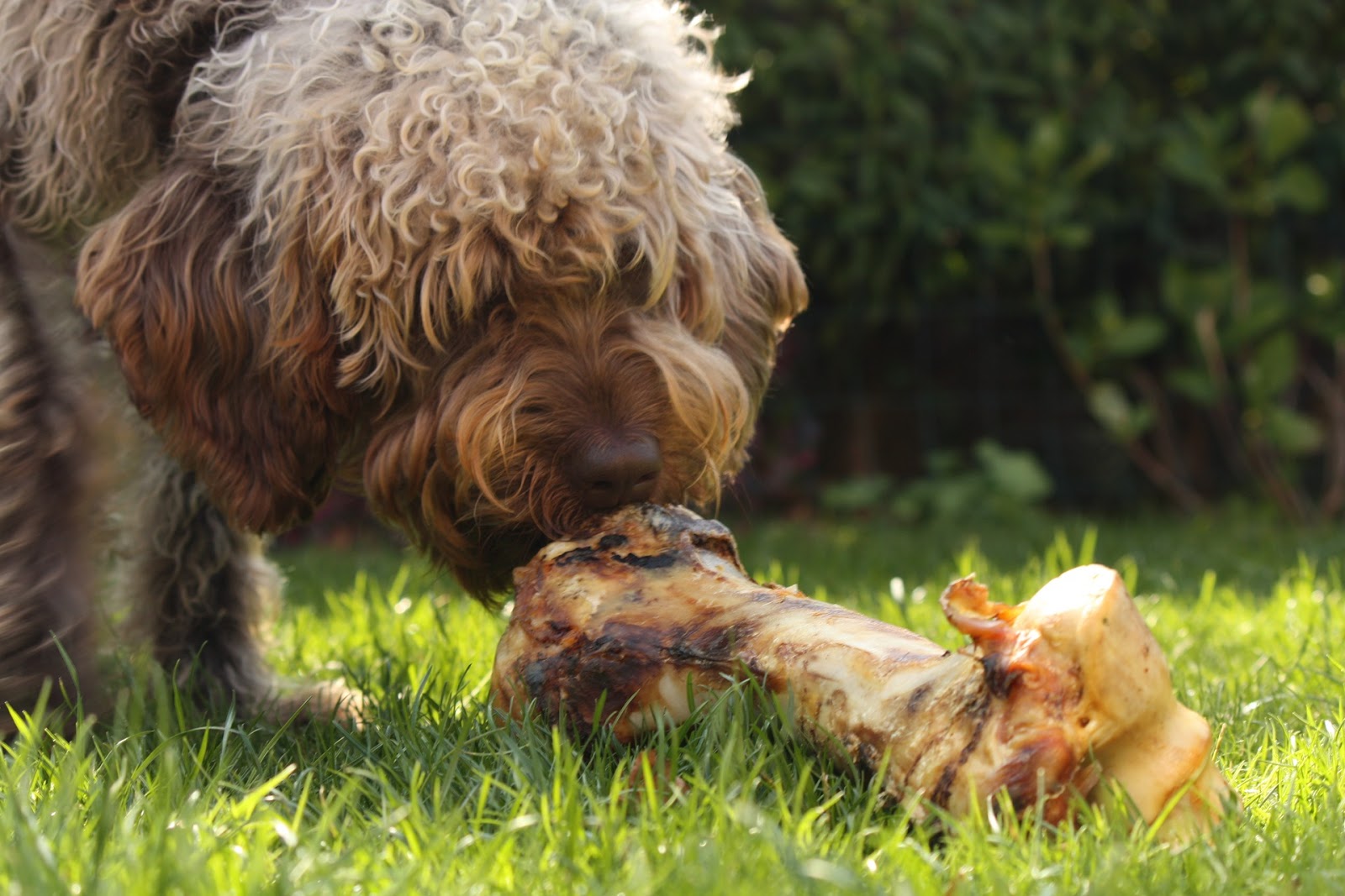 Pets Behaving Badly Solutions With Dr Kate Environmental Enrichment pets-behaving-badly-solutions-with-dr-kate-environmental-enrichment