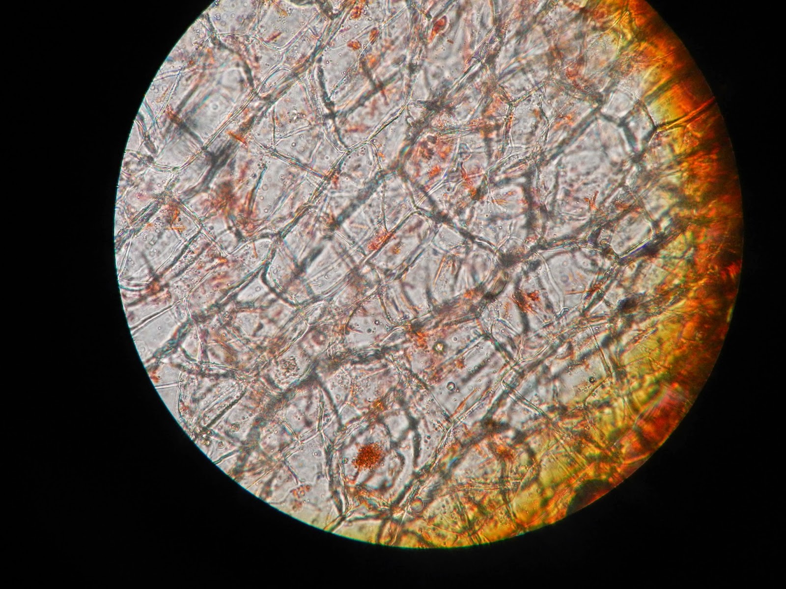 Bio Geo Nerd: Plant Cell Structure (Plant Bio Lab 2)