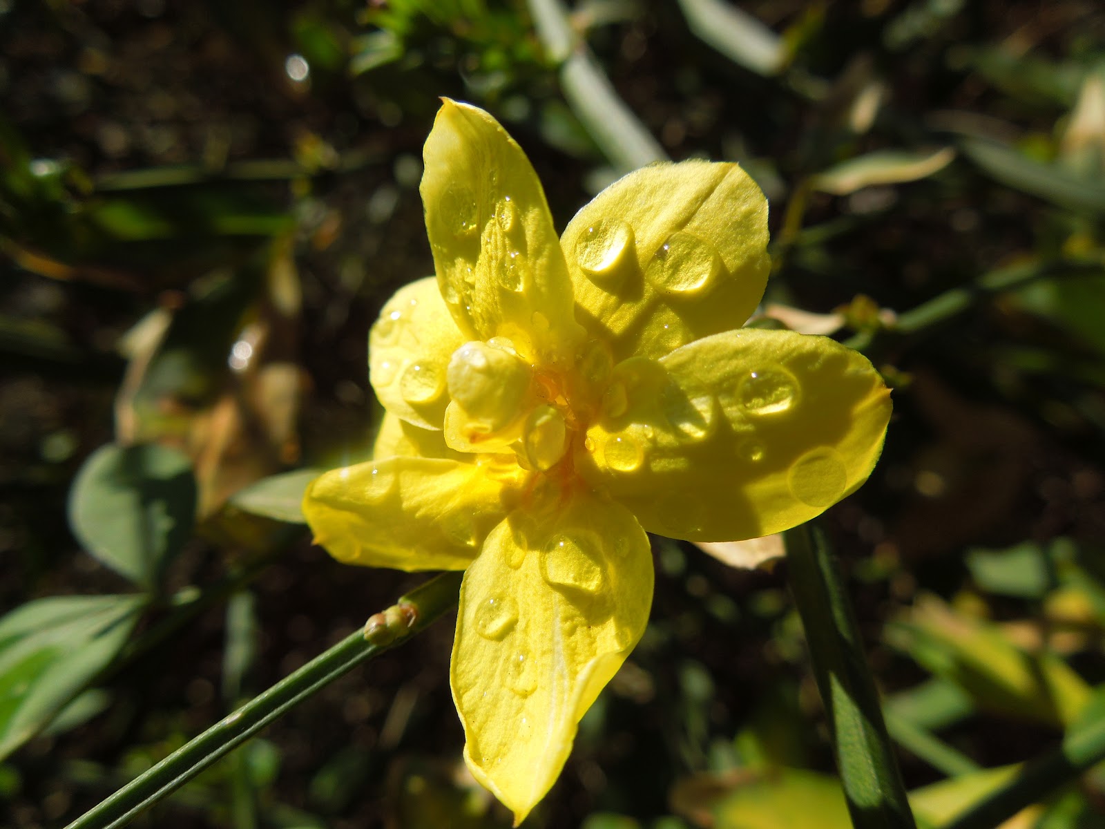 Molinillos de colores - BOTÀNIC SERRAT