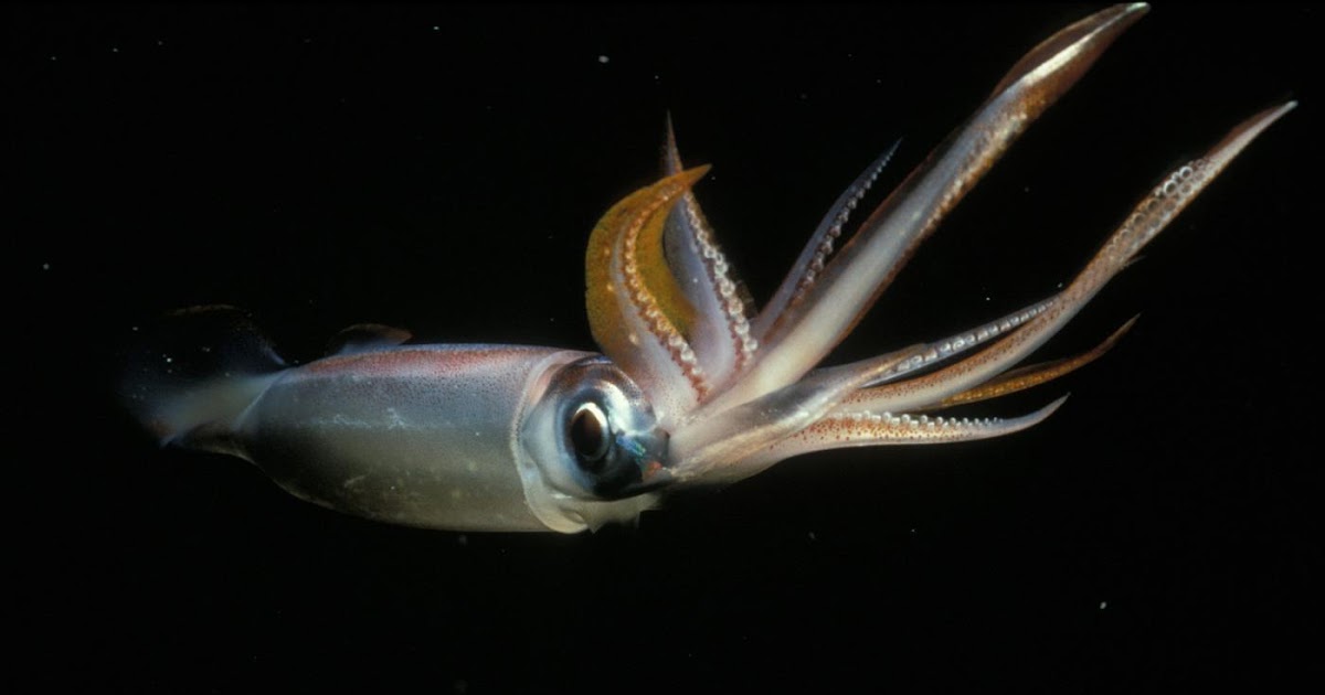 Legends of the South Pacific: The Rat and the Squid