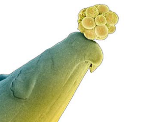 LA REPRODUCCIÓ DELS ÉSSERS VIUS: Reproducció sexual i desenvolupament ...