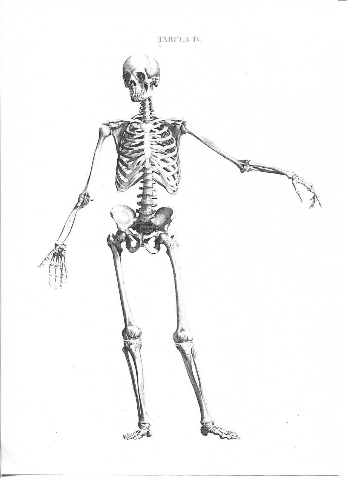 CON IL CORPO VIVO : CORPO ANATOMICO: LO SCHELETRO E' VIVO