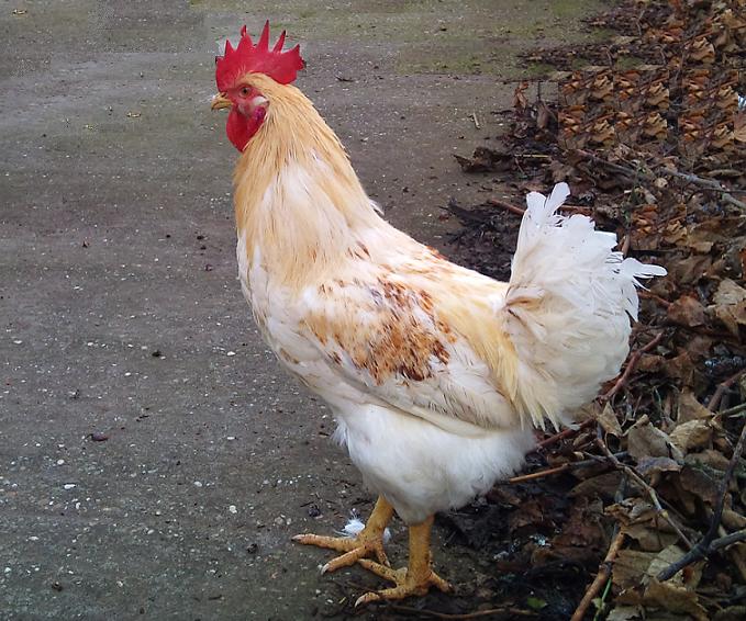 TESTIGOS MUDOS: GALLO