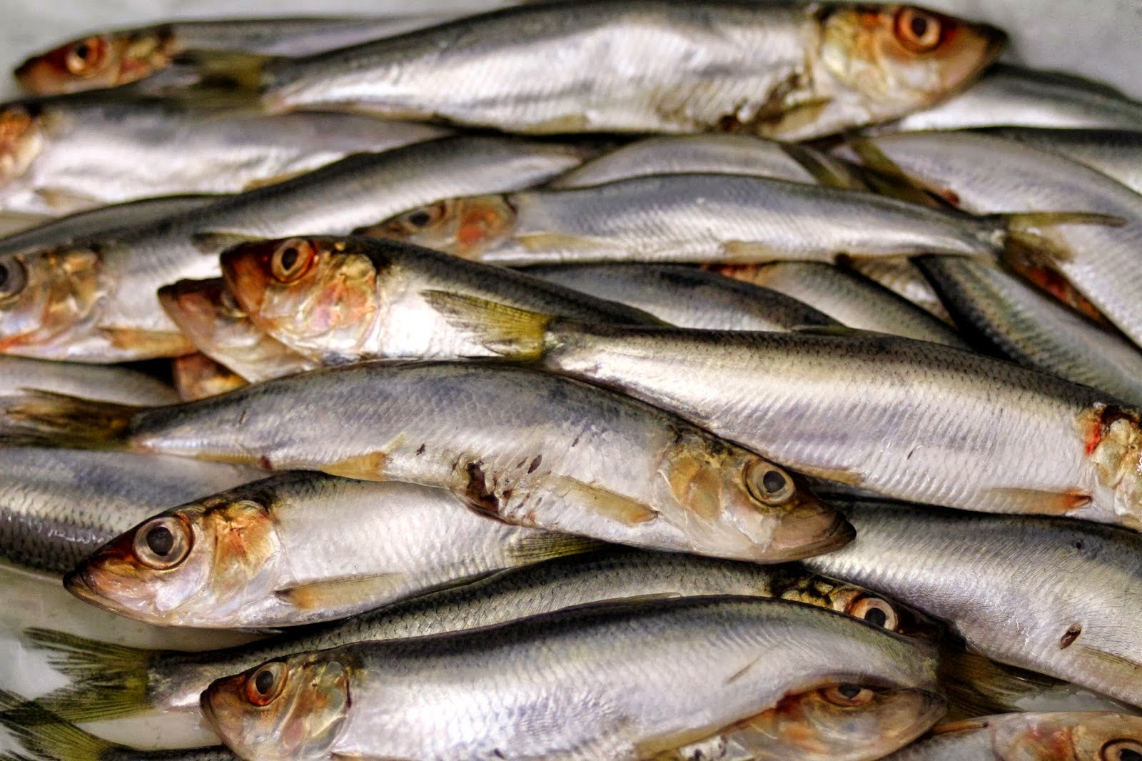 epätrendikäs ruokablogi: Savusilakkakeitto on erilainen kalakeitto