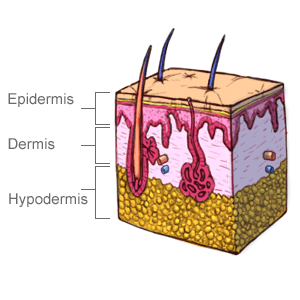 Human Body Systems: Integumentary System (Skin)