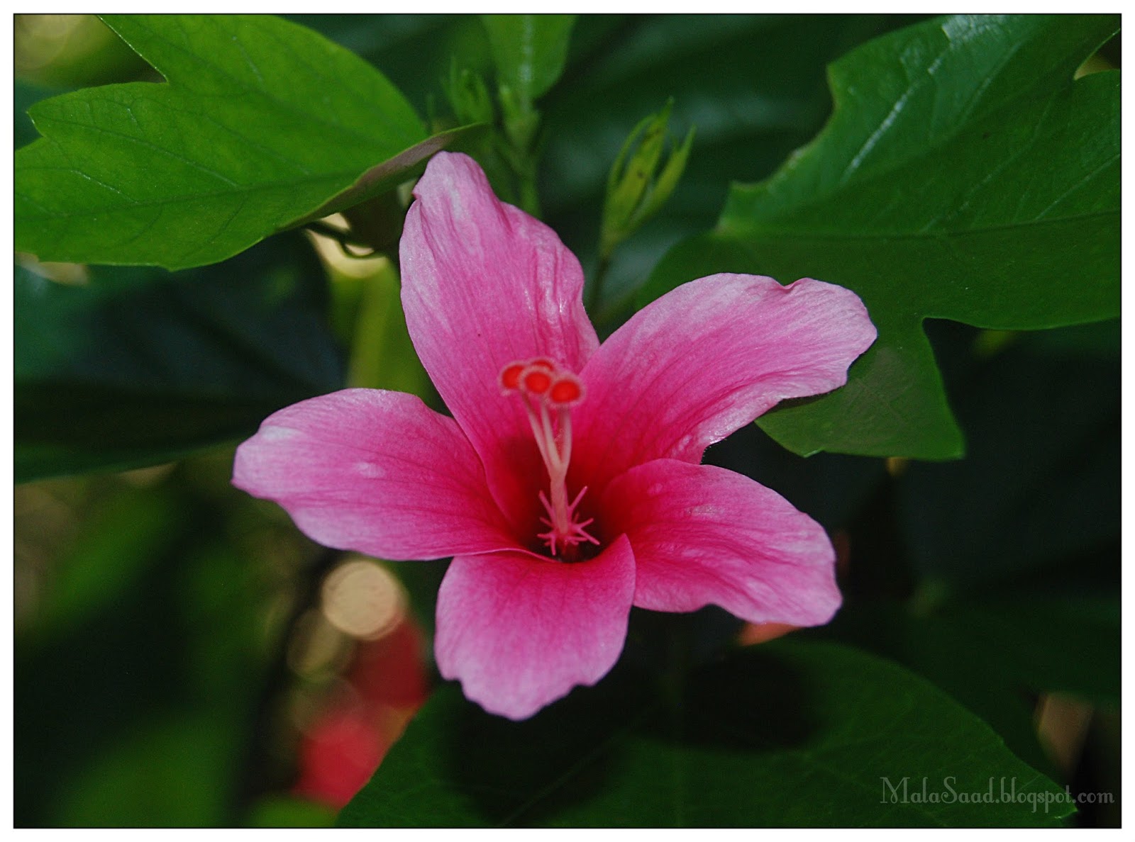 My Green Eye's: Bunga Raya: Hibiscus