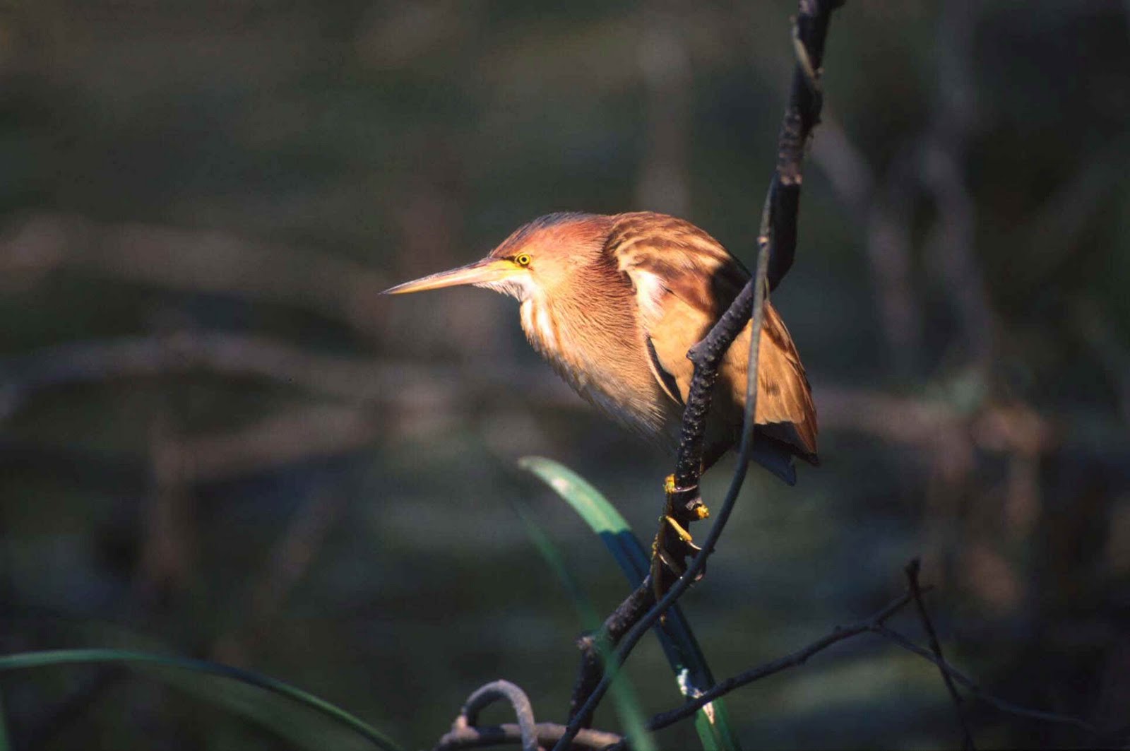ABOUT BANGLADESH: BIRDS OF BANGLADESH