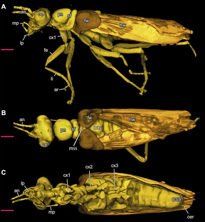Species New to Science: [PaleoEntomology • 2016] Alienoptera – A New ...