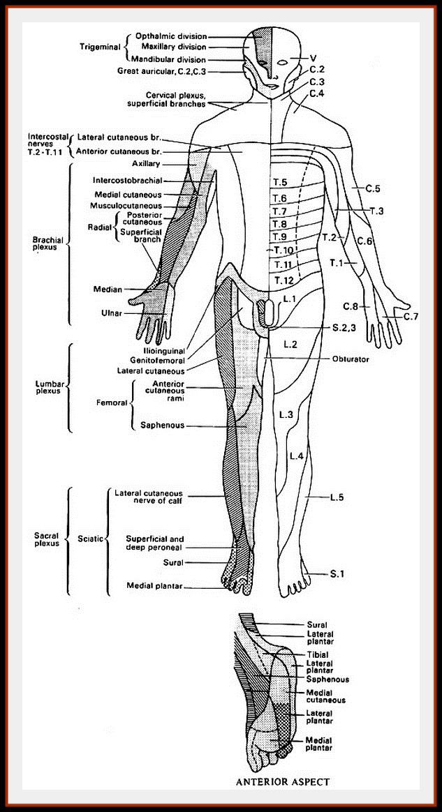 truthlady3: Dermatomes Dermal Segmentation