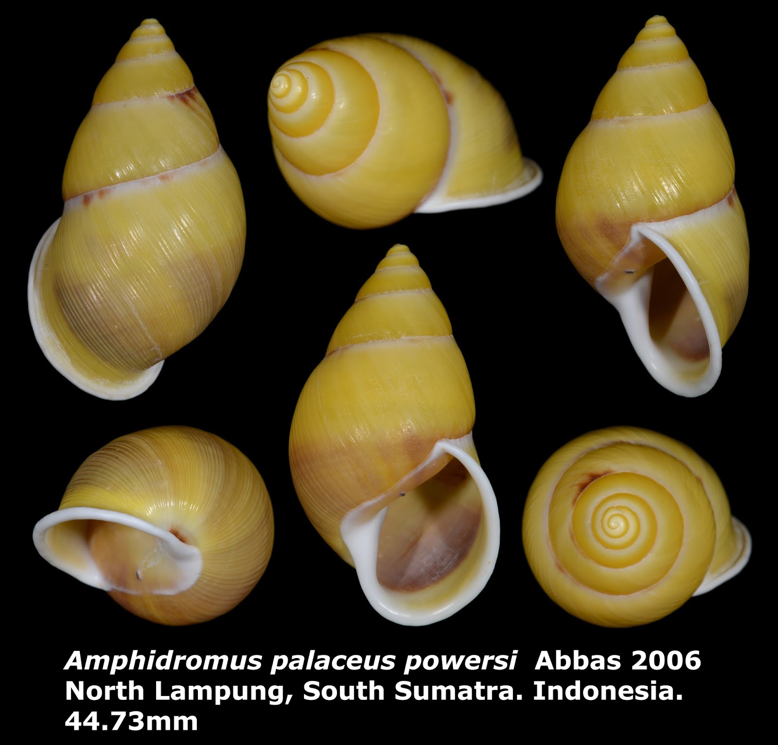 Dr. Lee's Gallery Museum: Amphidromus palaceus powersi 43.1 to 46.86mm
