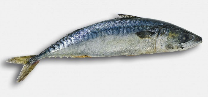 Jurel ~ EL SAUCE seafood