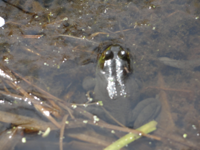 Cape Cod Art and Nature: Of Frogs in bogs