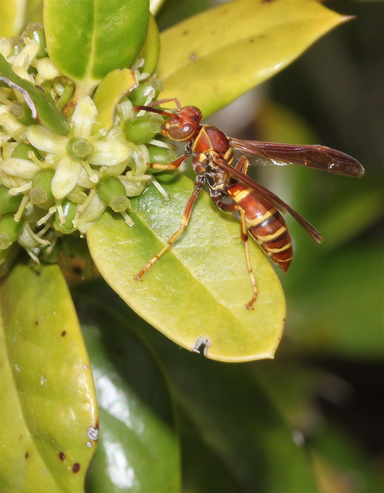 Sweating the Small Stuff: Beautiful Polistes and Ichneumons