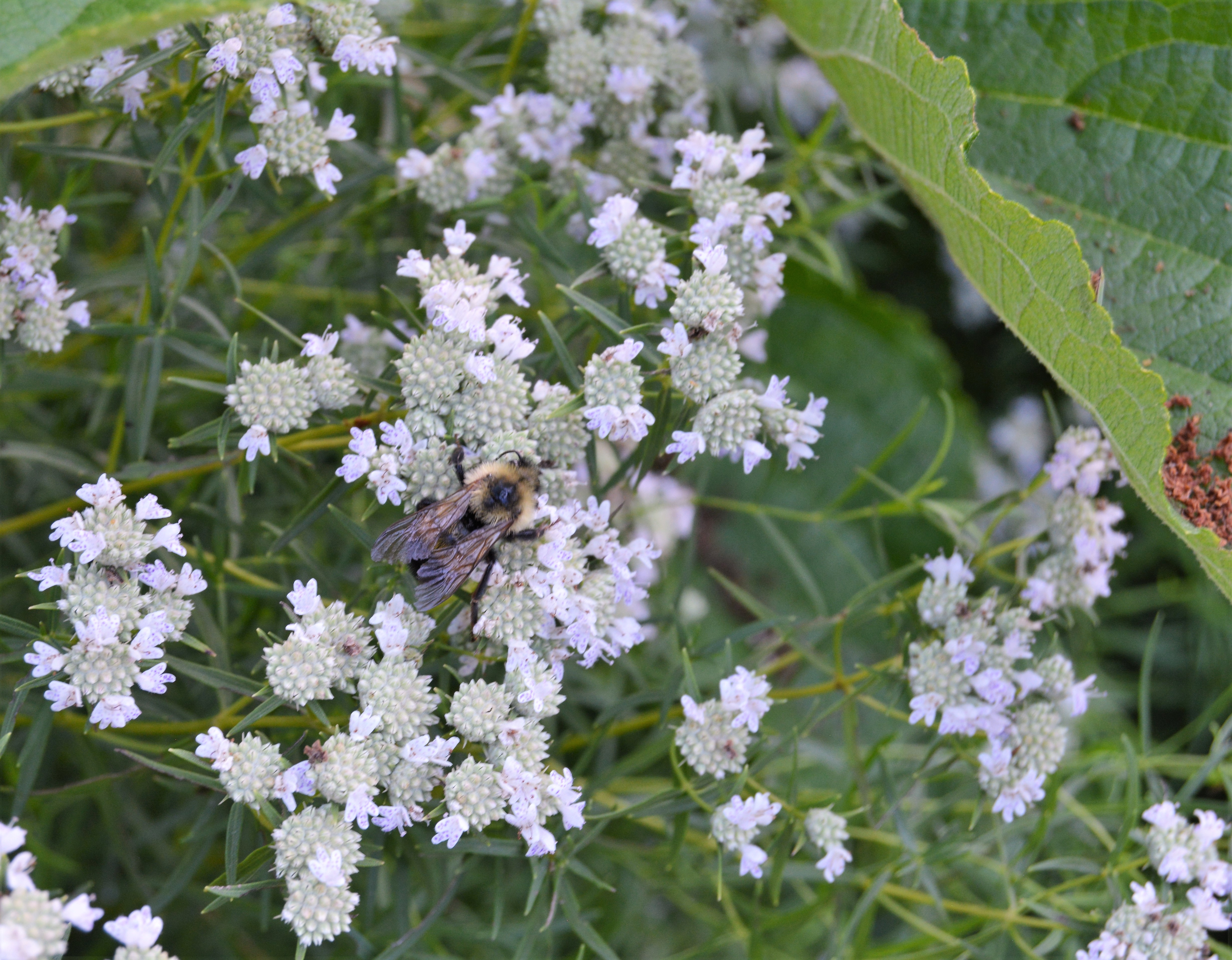 Wildflower Wednesday: Mountain Mint, A Top Pollinator Plant