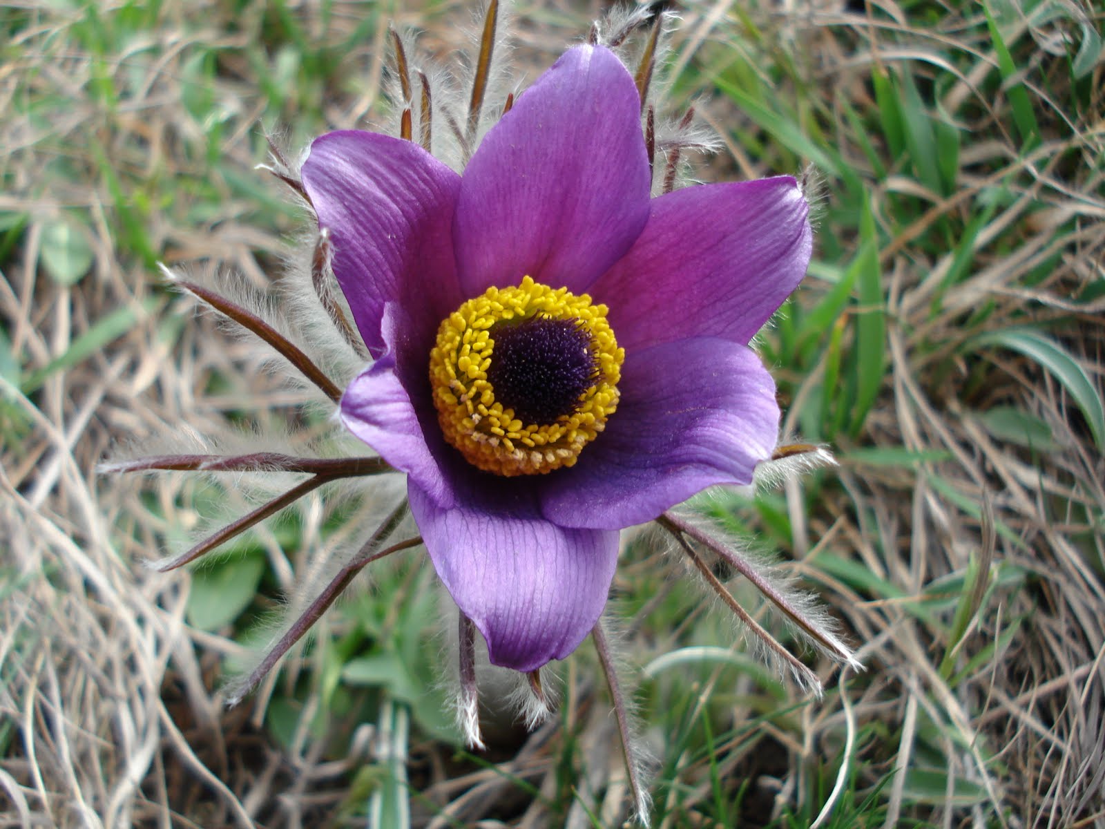 Frumusetile naturii: Deditel vanat (Pulsatilla balcana)