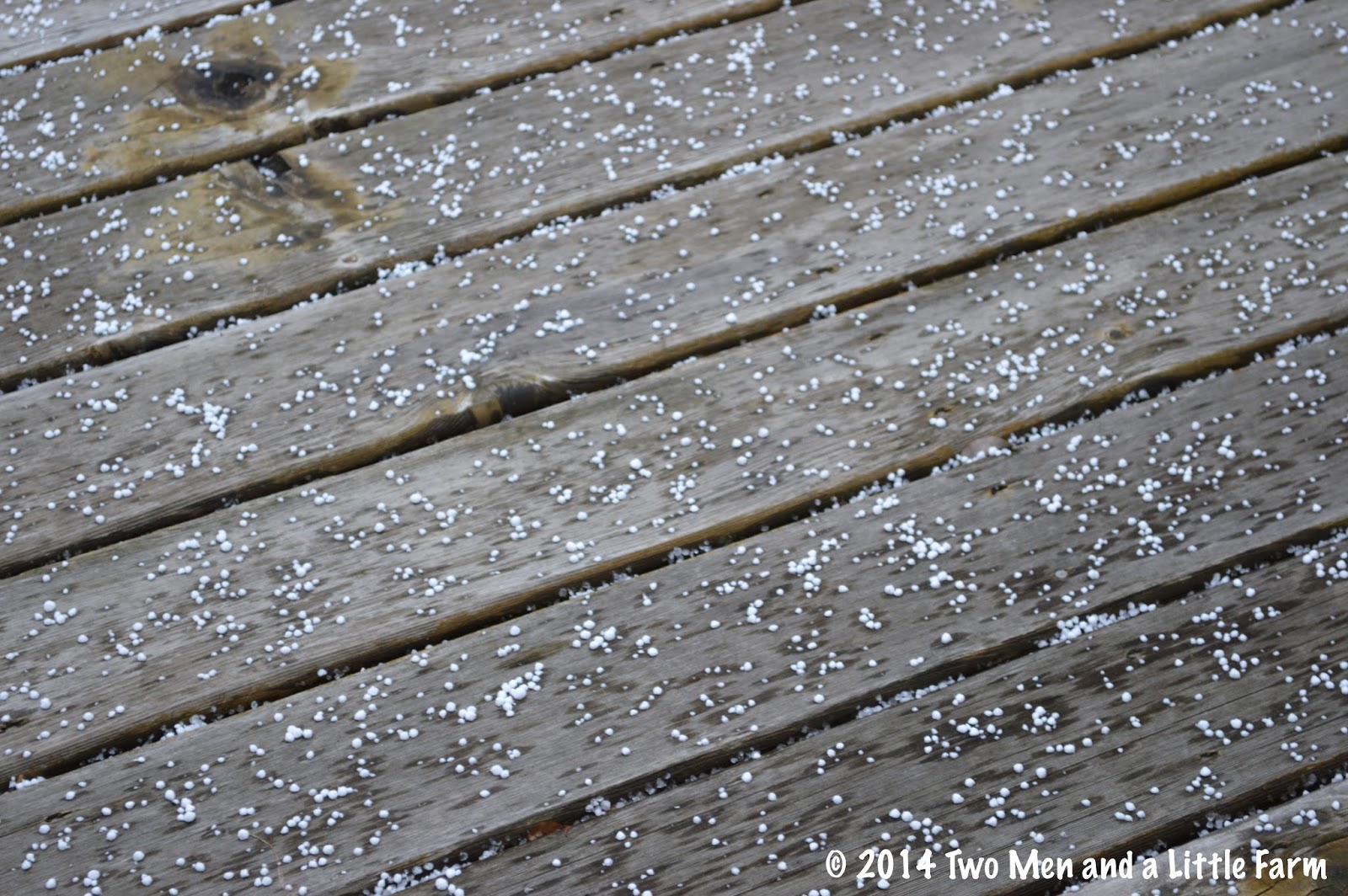 Two Men and a Little Farm: DIPPIN DOTS SNOW IN TEXAS