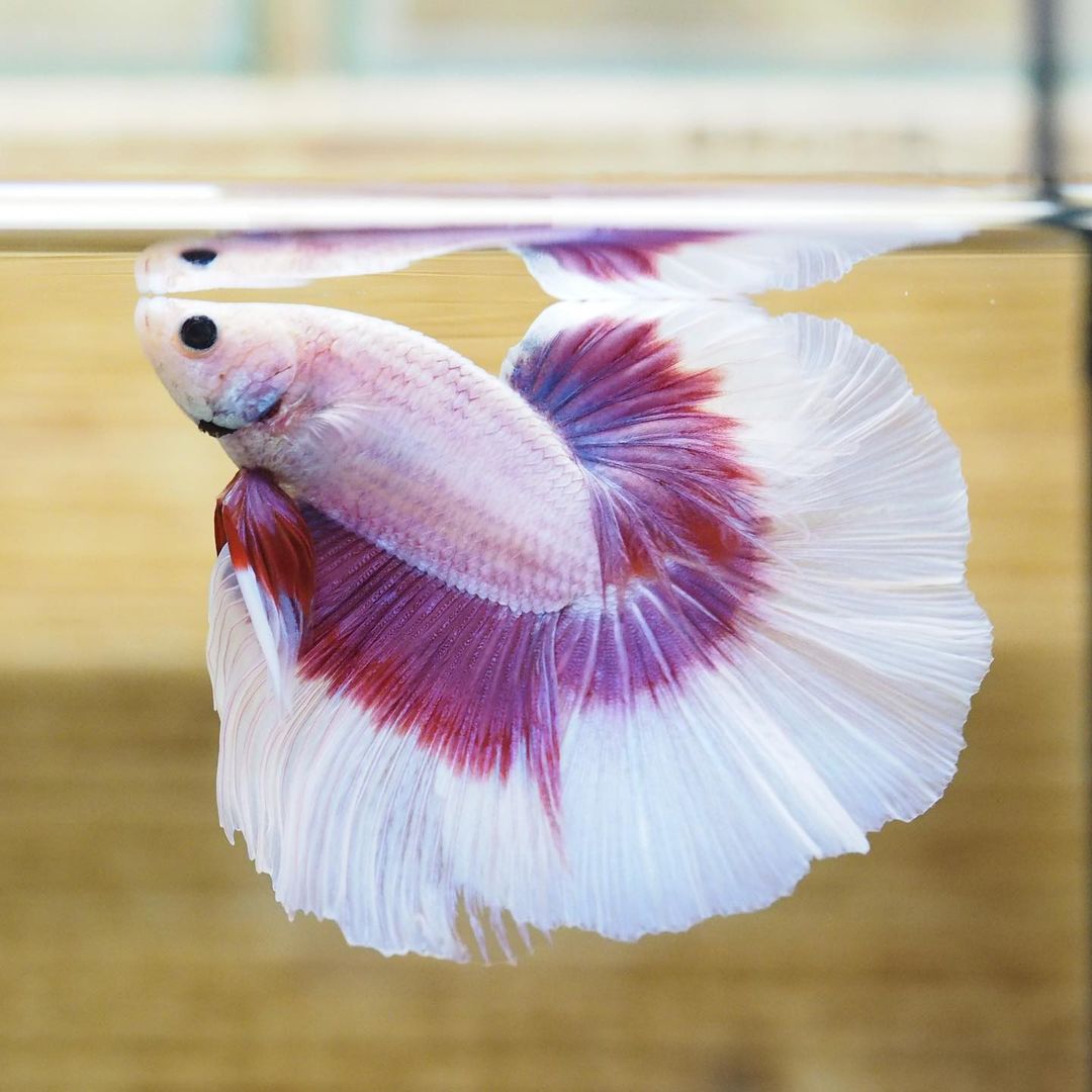 The Best Live Male Lavender Butterfly Halfmoon Tail Betta Splendens Fish