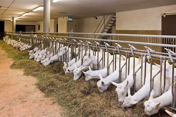 Cum alegem o capra buna pentru prasila ~ Cresterea caprelor