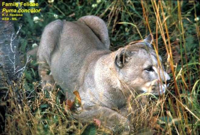 ANIMALES SILVESTRES DE COLOMBIA: PUMA CON COLOR