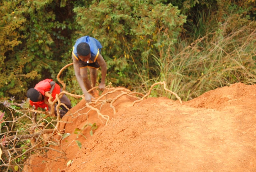WATAKIWA KUIMARISHA USALAMA KORONGO LA BOLELO KASULU | Magazeti ya Leo ...