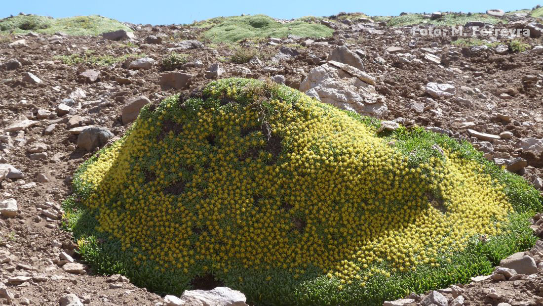 Argentina nativa: Azorella ruizii