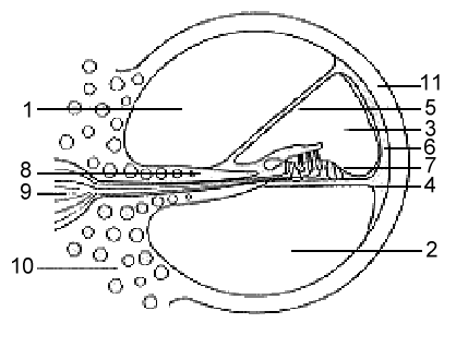 noviembre 2013 ~ Audiología didáctica para estudiantes