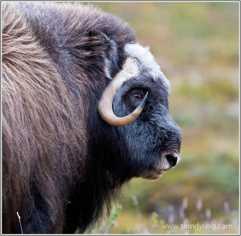 TOM DYRING WILDPHOTO / NN: MOSKUS / MUSK OXEN IN DOVRE MOUNTAIN PLATEAU