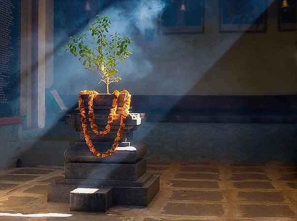 Why we do Pooja to Tulsi Tree (Basil Tree) ~ TELUGU WORLD