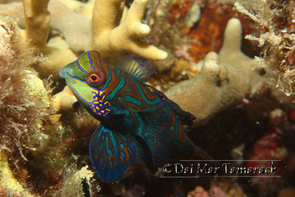 Capturing the Moment: Mandarinfish Mating