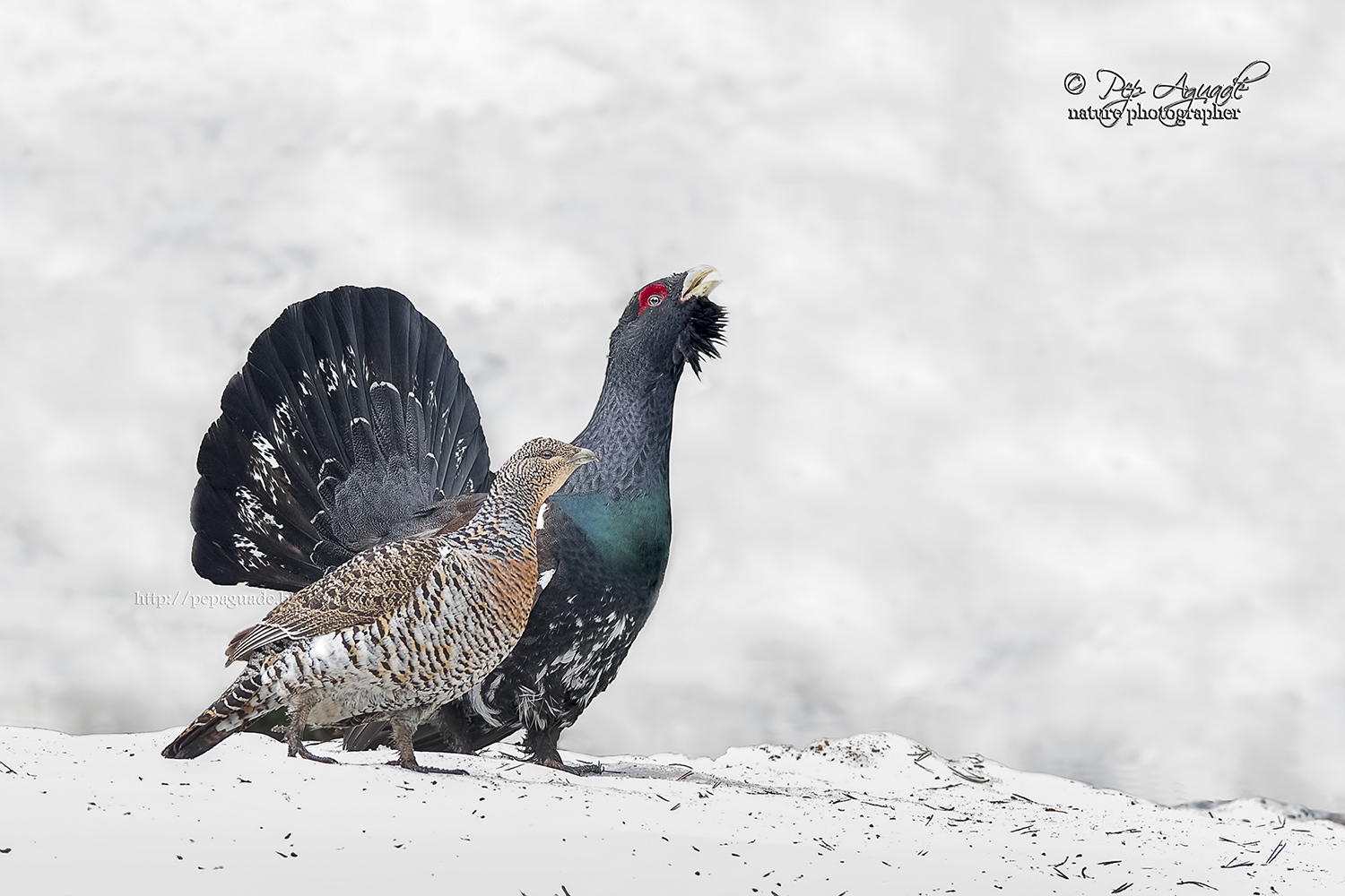 © Pep Aguadé FOTOGRAFIA: Gall fer_1 - Tetrao urogallus - Urogallo común ...