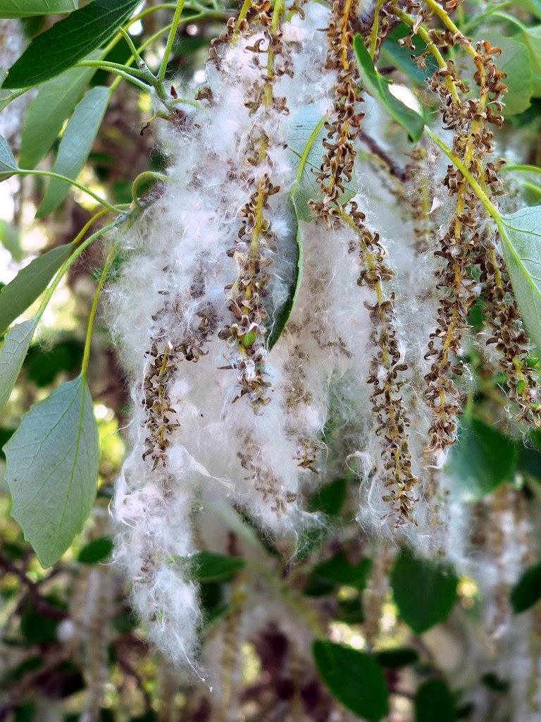 Forest Forestal: Álamo