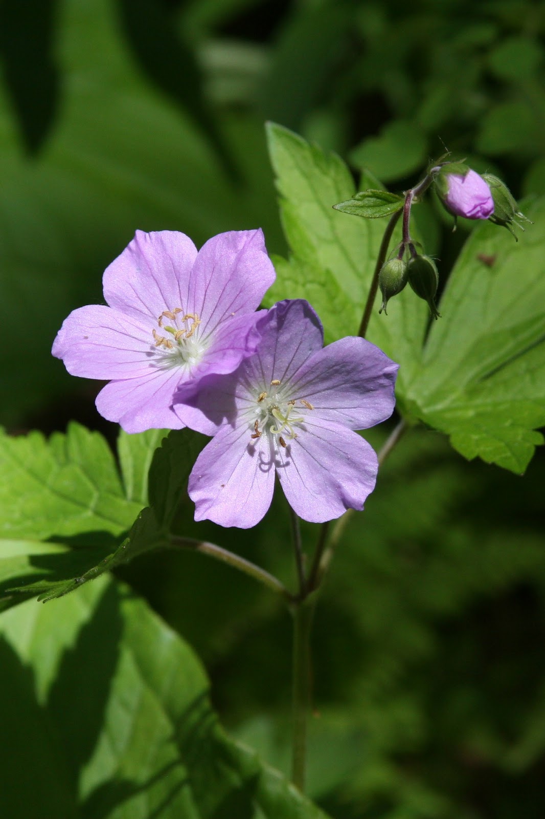 Isabella Conservation District Environmental Education Program: Native ...