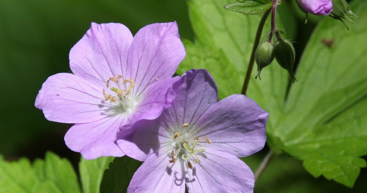 Isabella Conservation District Environmental Education Program: Native ...