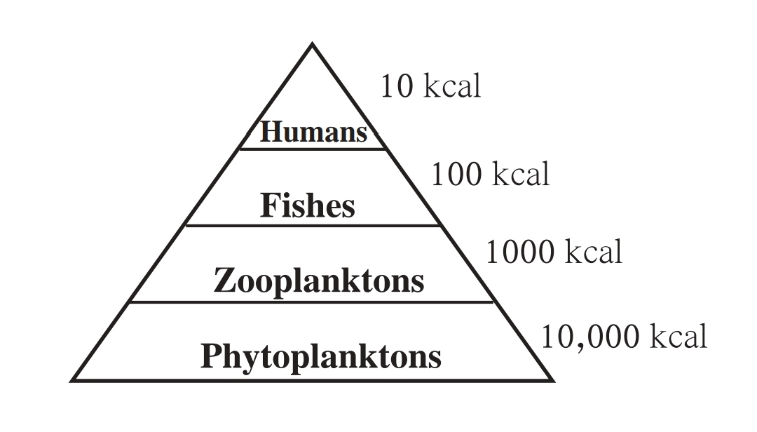 The energy pyramid - Trophic Level | Ecosystem