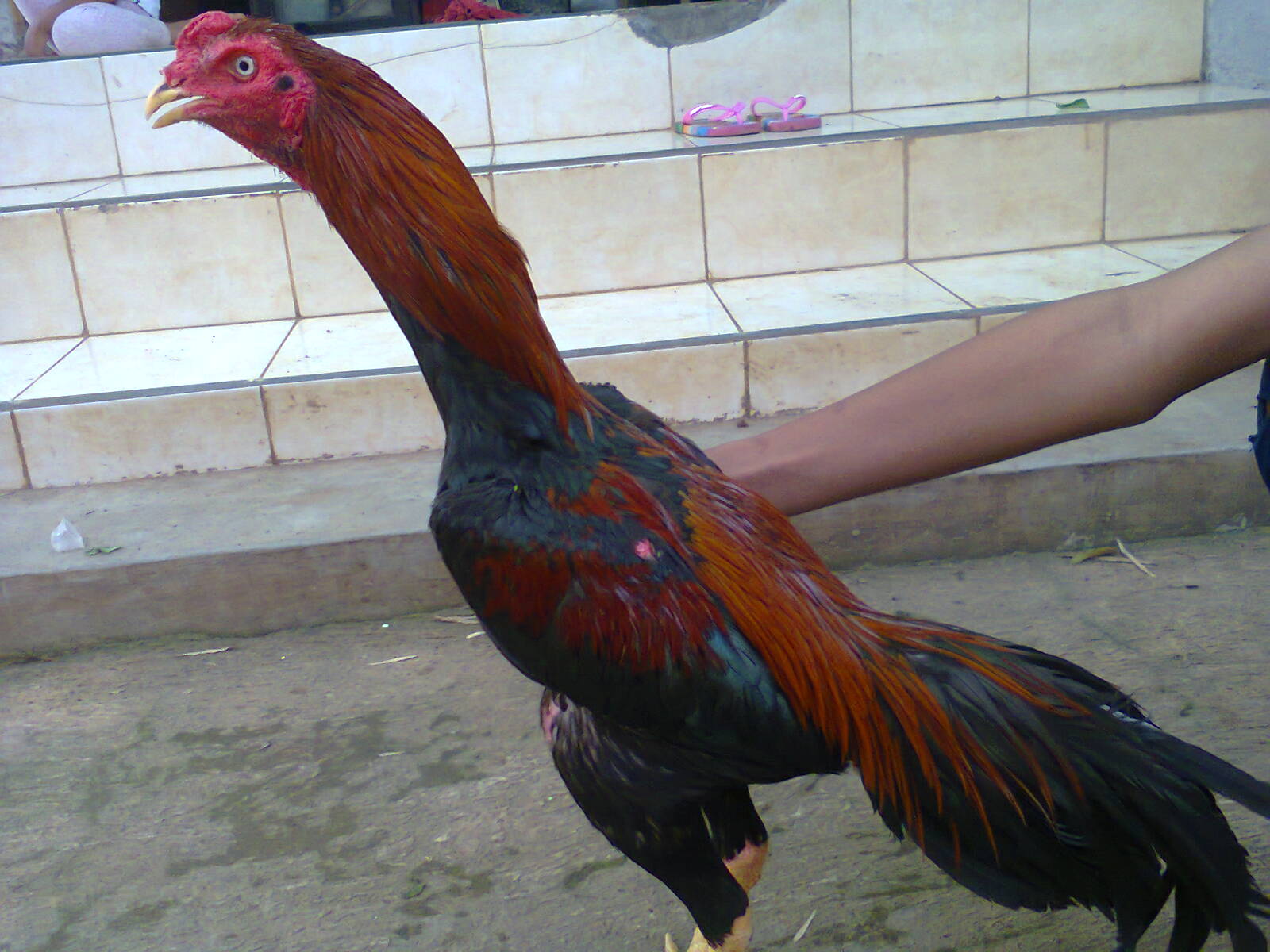 Ayam Bangkok Import