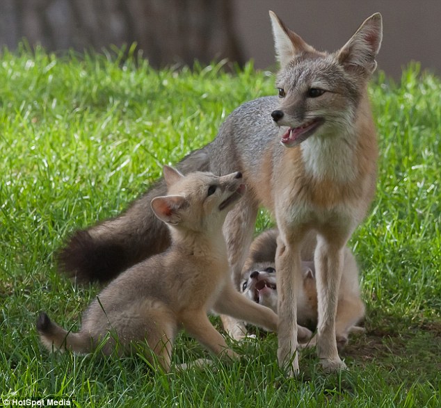 White Wolf : Fantastic family of fox pups roll in the grass and play ...