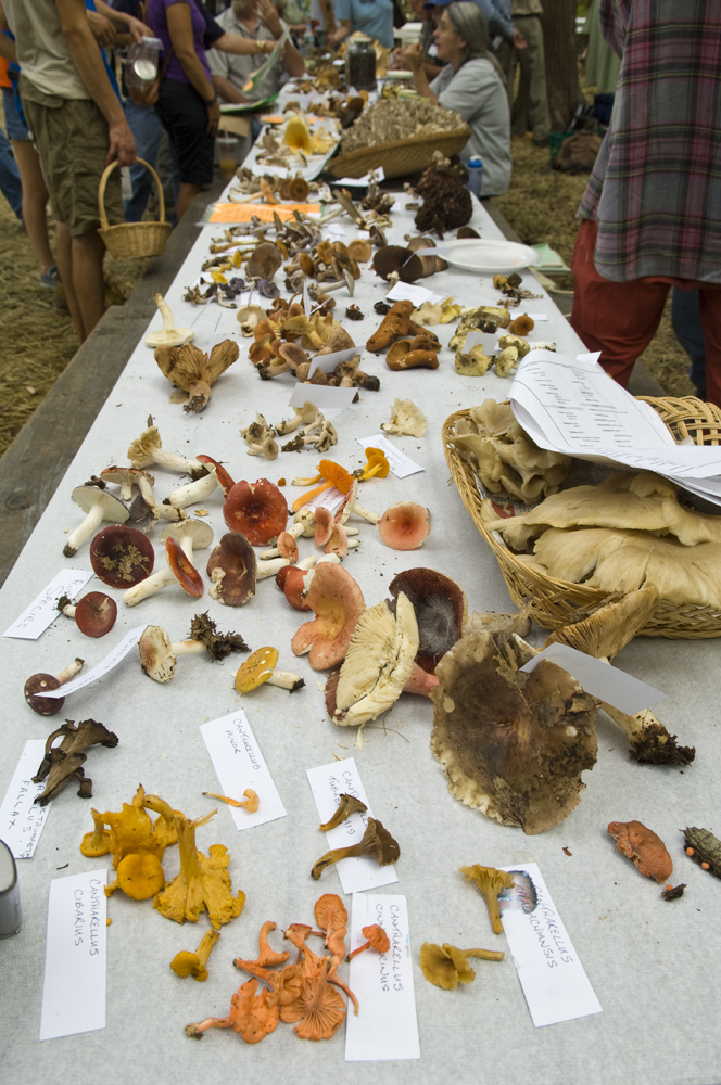 The 3 Foragers: Foraging for Wild, Natural, Organic Food: Our Joy of ...